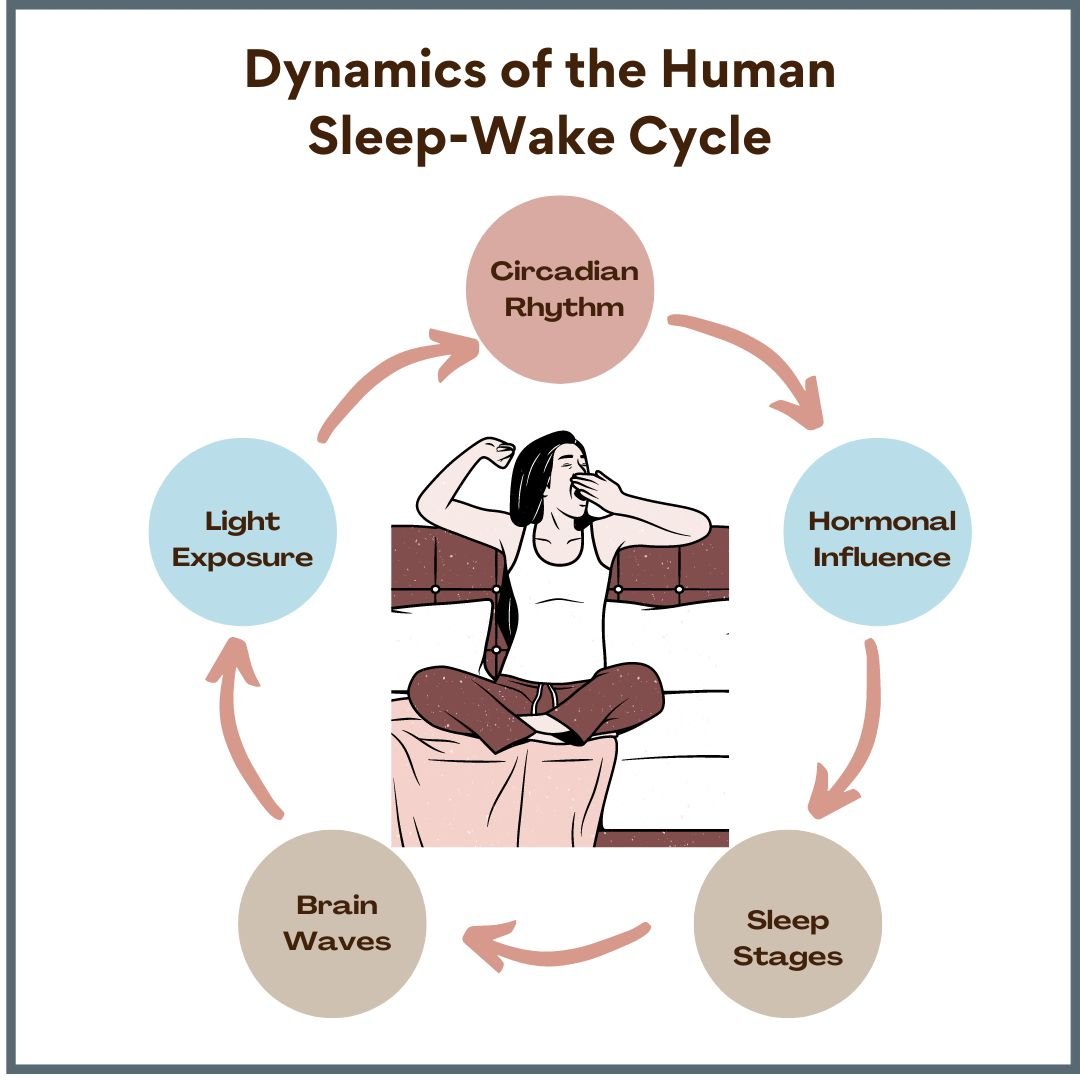 The Sleep-Wake Cycle: A Journey to Wellness